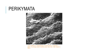 Enamel Rods and its implications | PPT