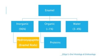Enamel Rods and its implications | PPT