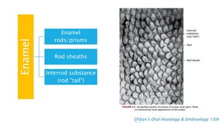Enamel Rods and its implications | PPT