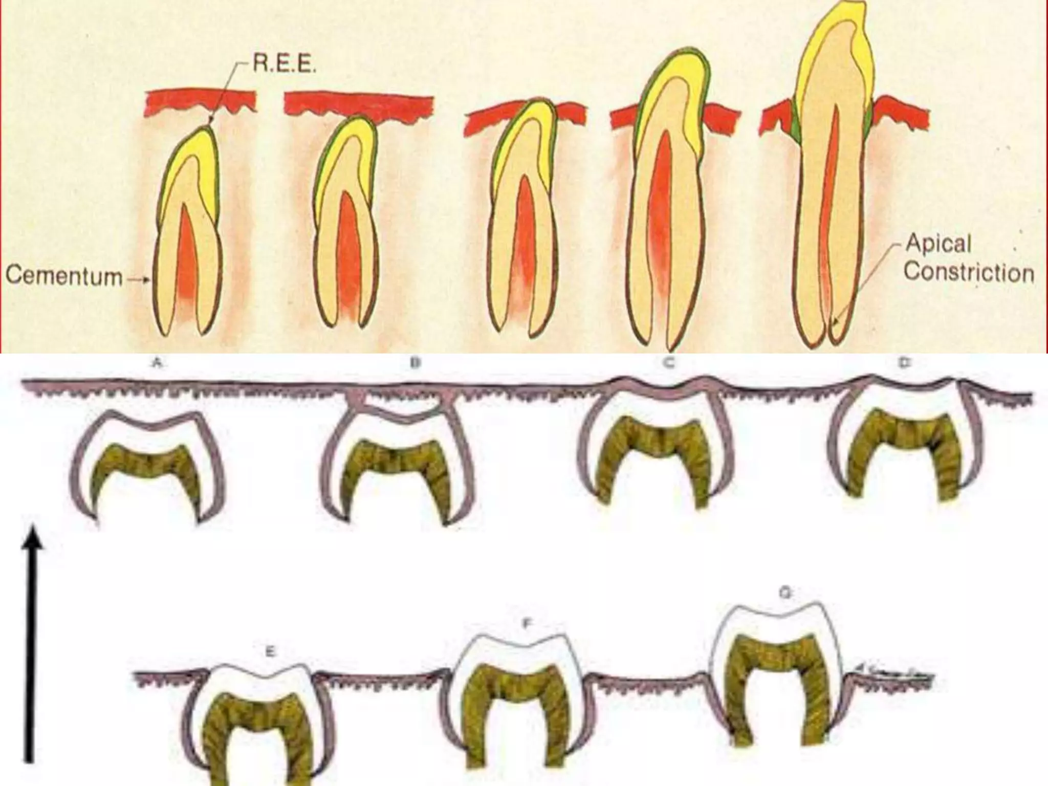 ERUPTION AND SHEDDING | PPTX
