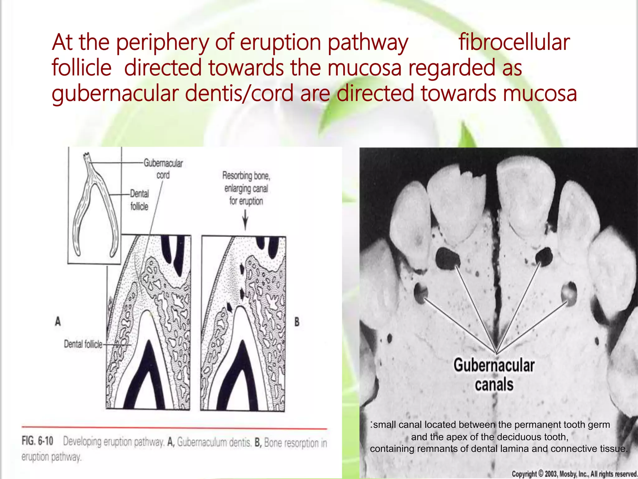 ERUPTION AND SHEDDING | PPTX