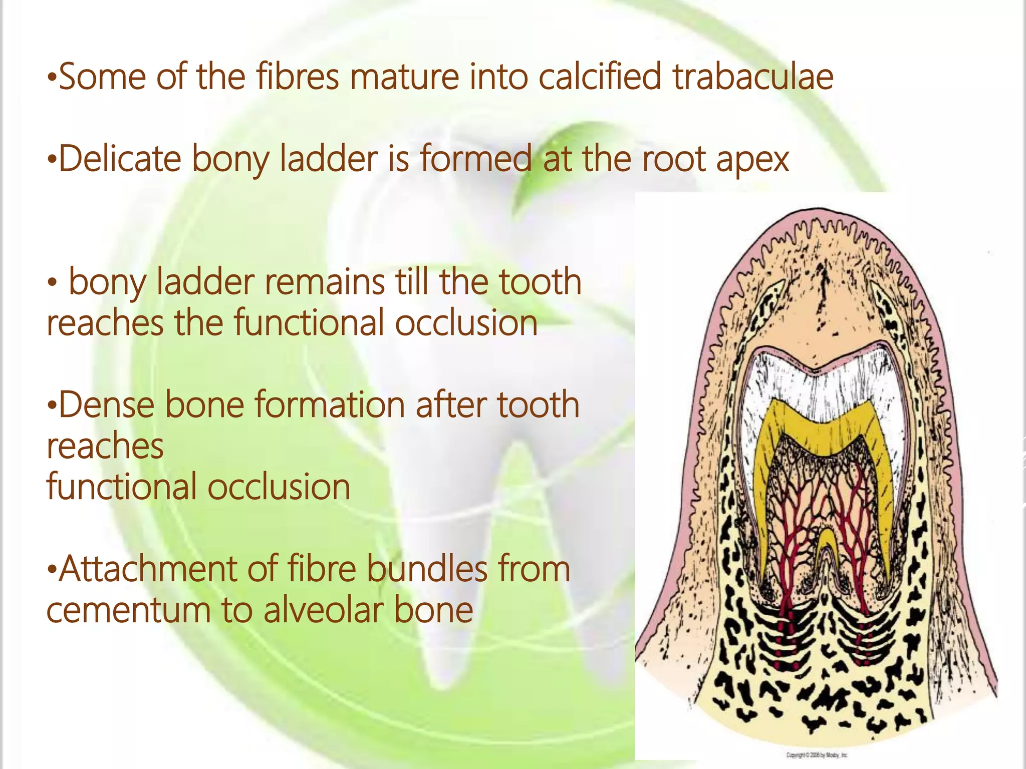 ERUPTION AND SHEDDING | PPTX