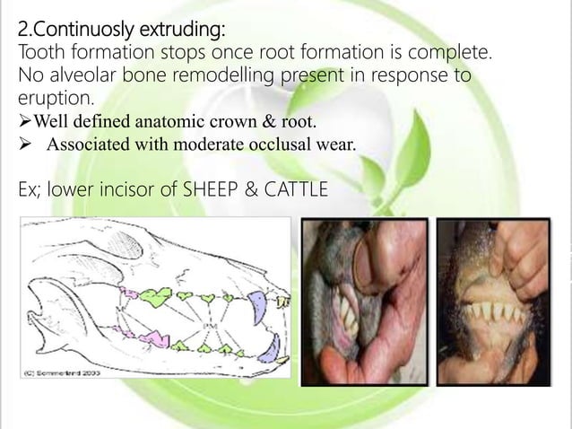 ERUPTION AND SHEDDING | PPTX