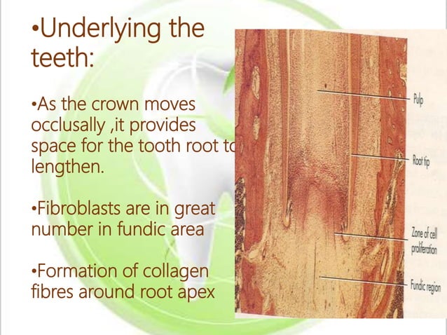 ERUPTION AND SHEDDING | PPTX