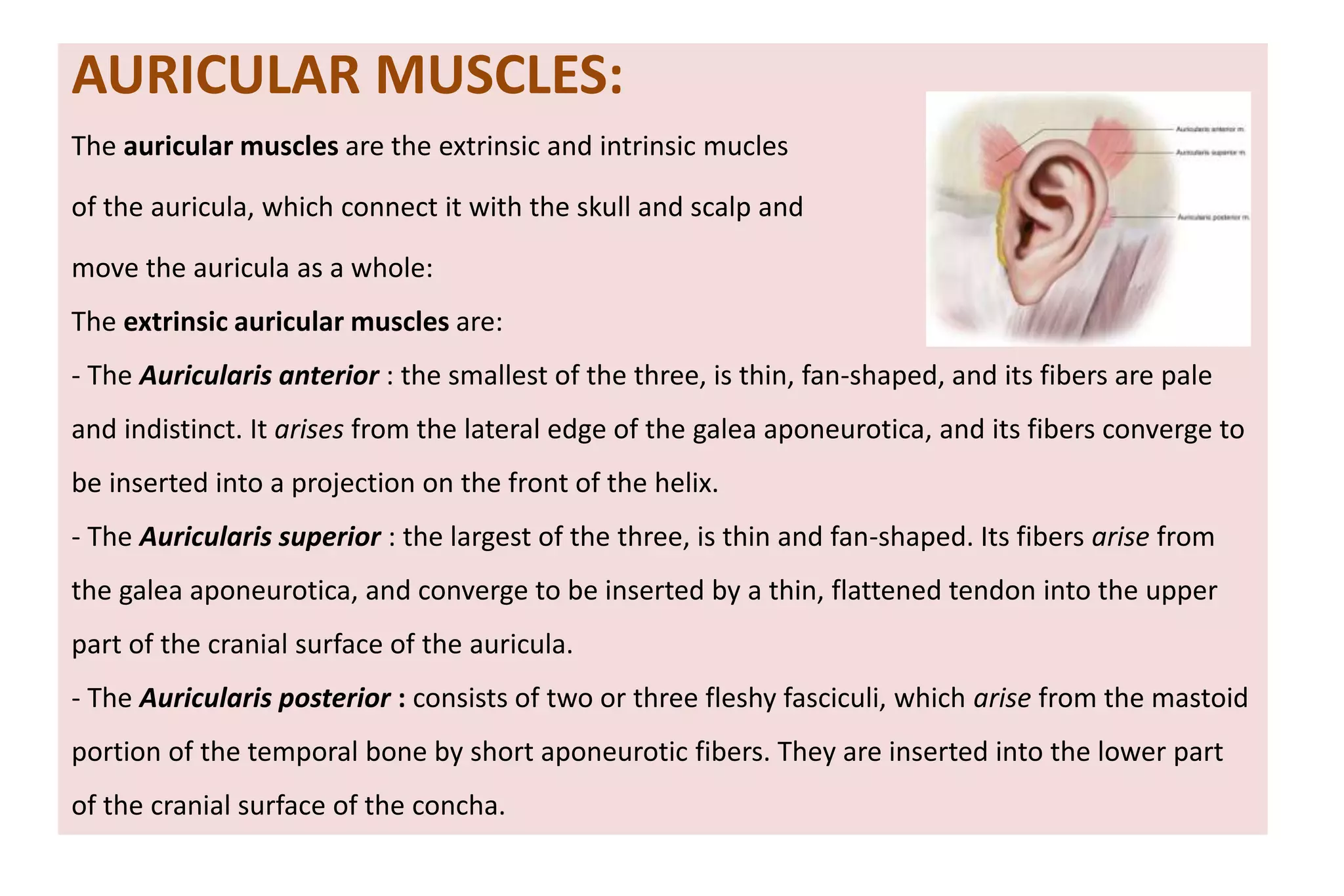orofacial muscles.pptx