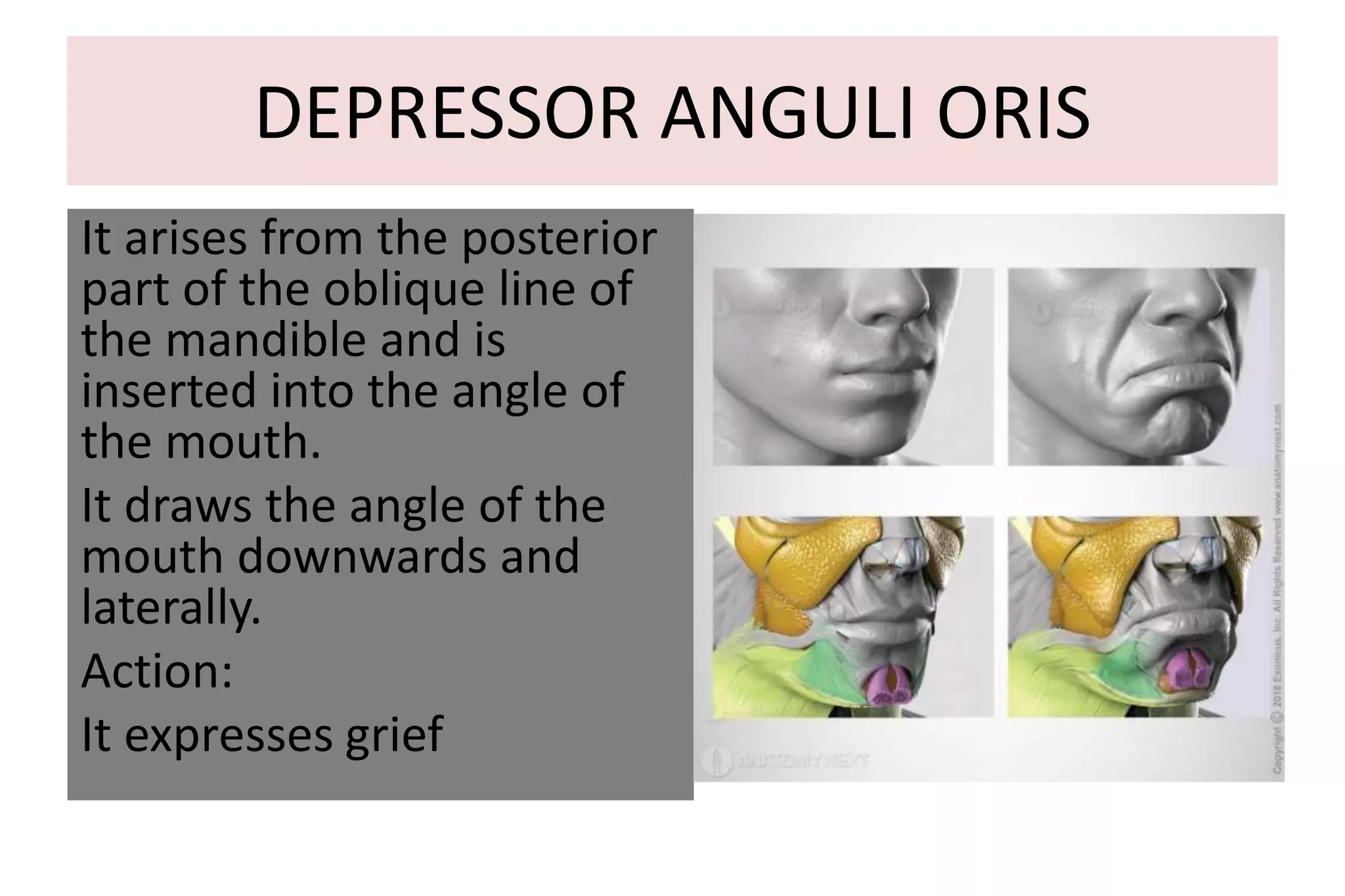 orofacial muscles.pptx
