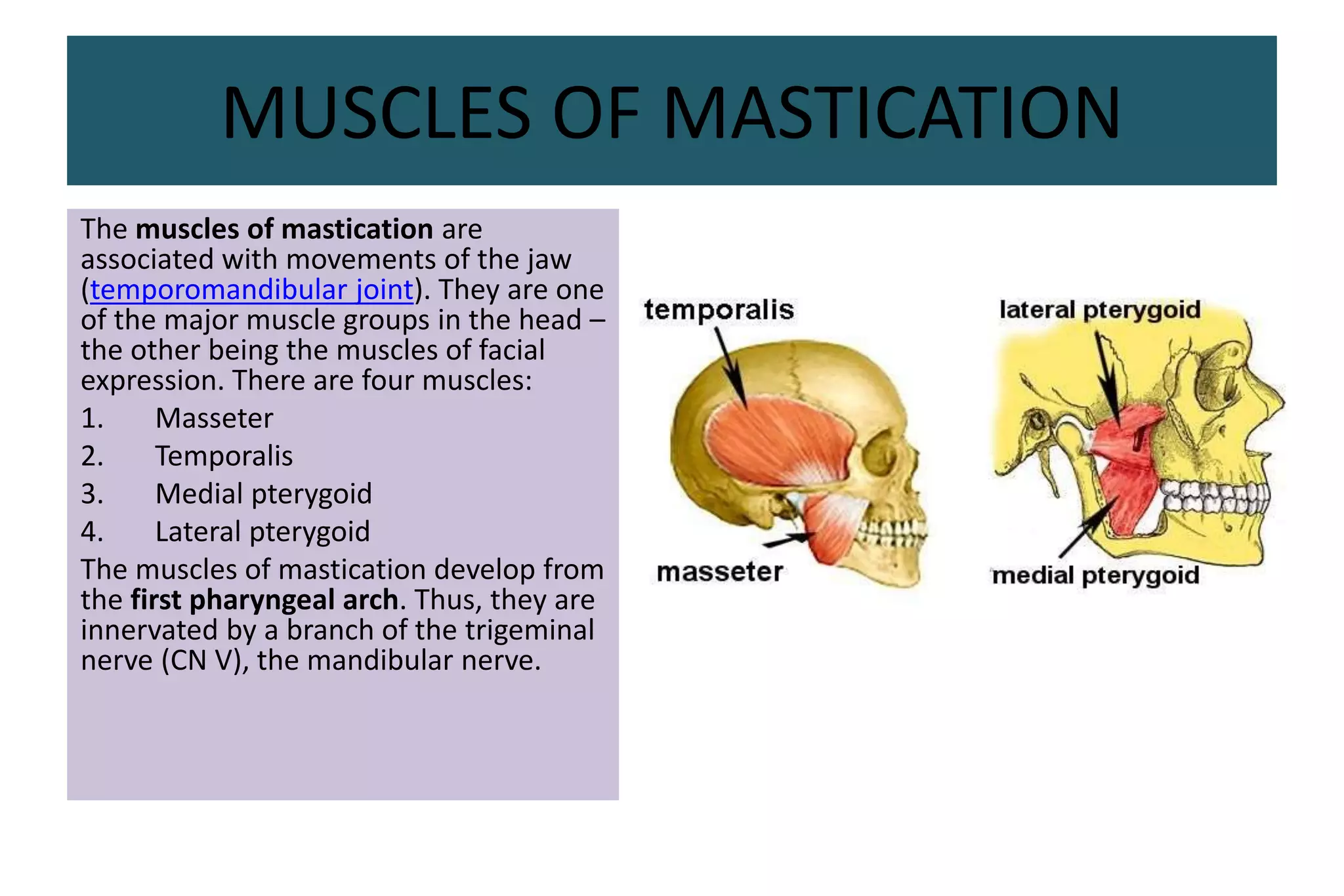 orofacial muscles.pptx