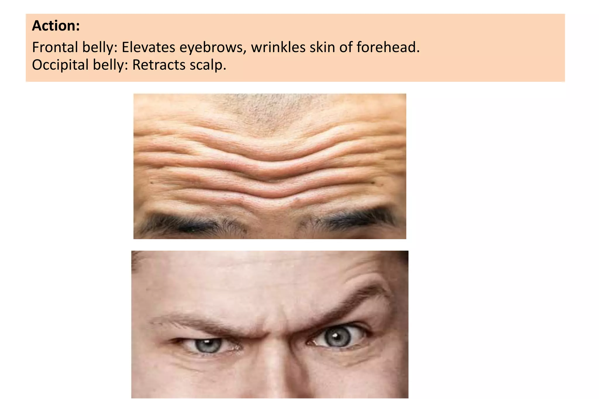 orofacial muscles.pptx