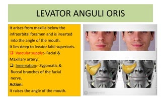 Levator Anguli Oris Action