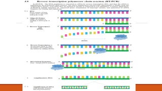 NAT nucleic acid amplification technology Testing- Reverse ...