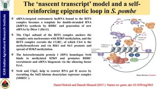 "Non-coding RNA mediated epigenetic regulation of agronomic traits in ...