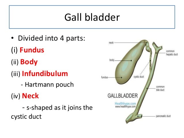 Gallbladder Infundibulum