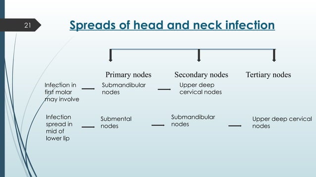 Seminar 1 Delineation of the neck node levels for head.pptx