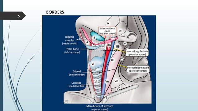 Seminar 1 Delineation of the neck node levels for head.pptx