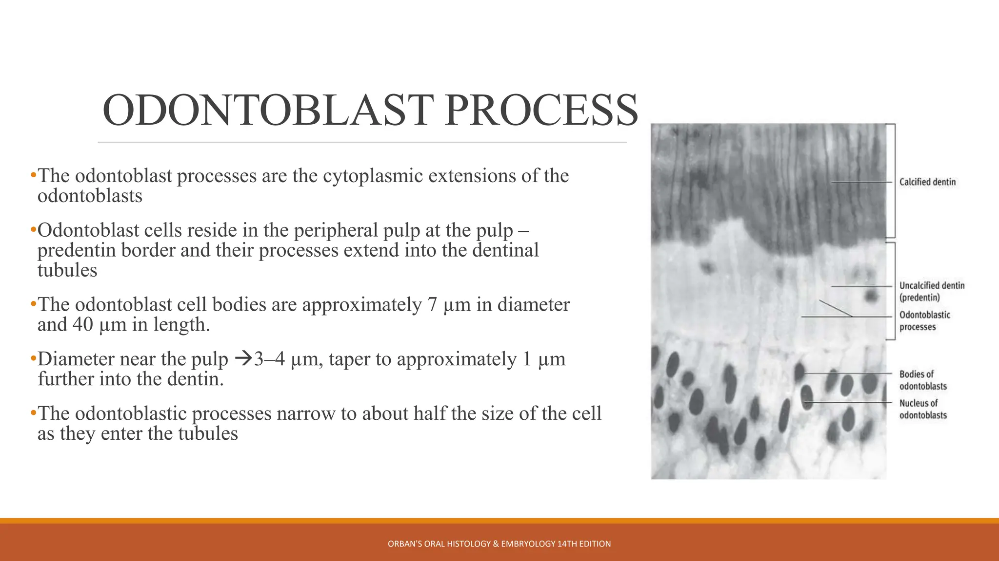 DENTIN- ALL YOU NEED TO KNOW ABOUT IT!!! | PPTX
