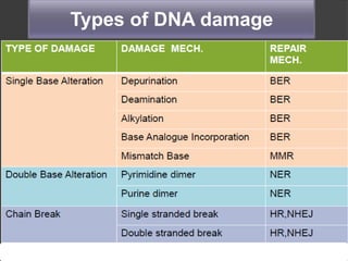 DNA Damage and Responses in Space | PPTX