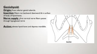 Seminar 1 Muscles of mastication, depression elevation | PPTX