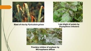 EFFECT OF PATHOGEN ON HOST PLANT PHYSIOLOGY | PPTX | Gardening | Home ...
