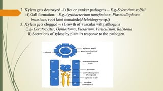 EFFECT OF PATHOGEN ON HOST PLANT PHYSIOLOGY | PPTX | Gardening | Home ...