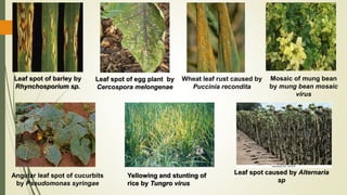 EFFECT OF PATHOGEN ON HOST PLANT PHYSIOLOGY | PPTX | Gardening | Home ...