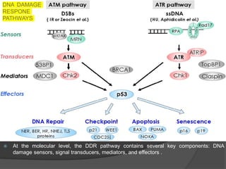 Seminar 1 ppt (ddr space)new edited...DNA damage and responses in space ...