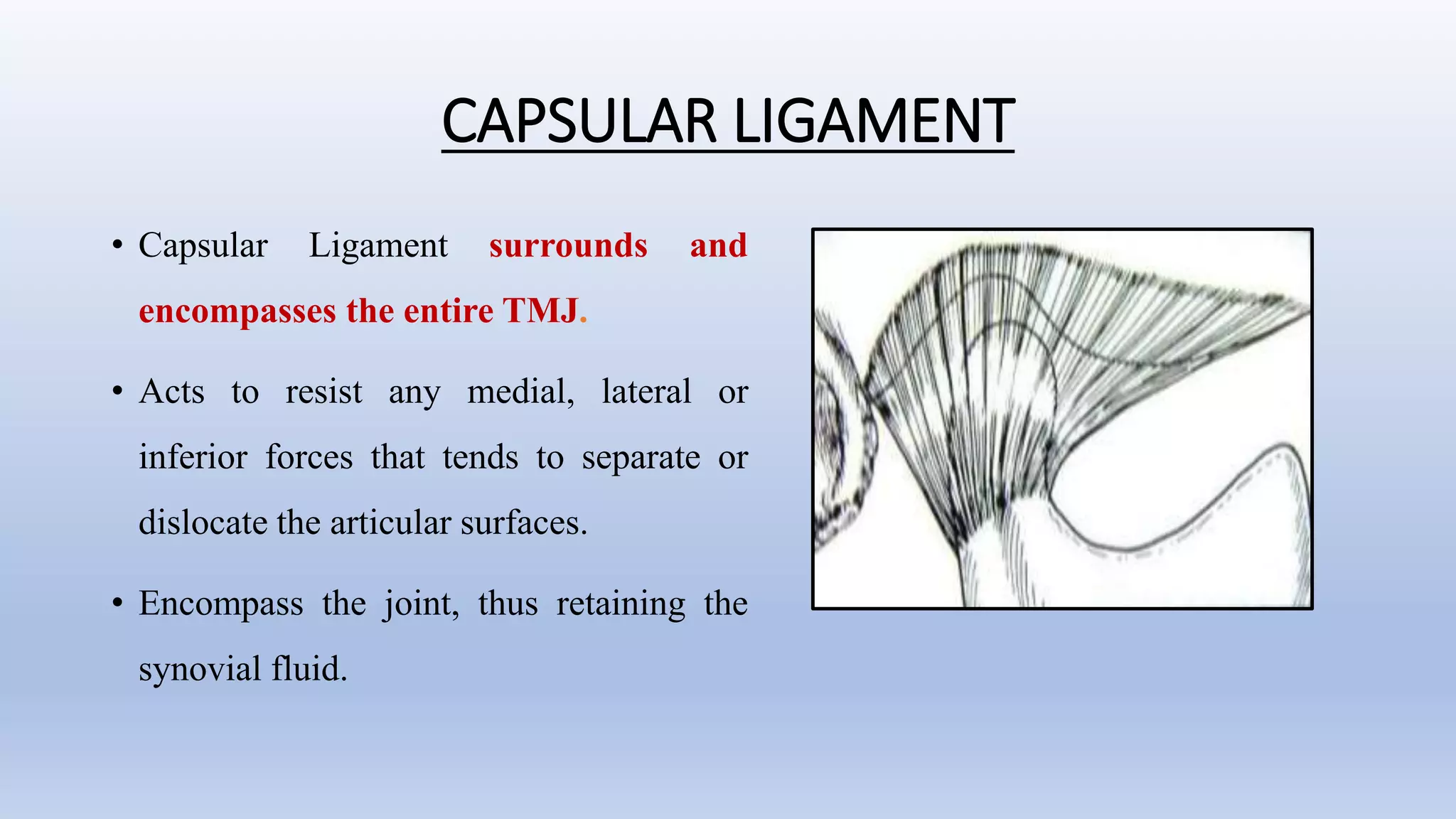 Temporomandibular Joint (Anatomy) | PPTX