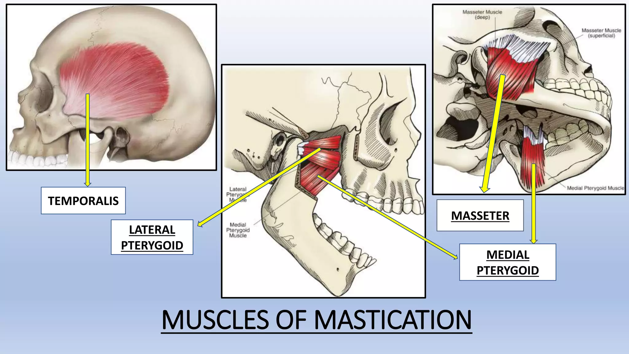 Temporomandibular Joint (Anatomy) | PPTX