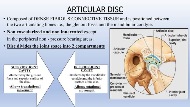 Temporomandibular Joint (Anatomy) | PPTX | Bone and Joint Conditions ...