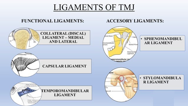Temporomandibular Joint (Anatomy) | PPTX | Bone and Joint Conditions ...