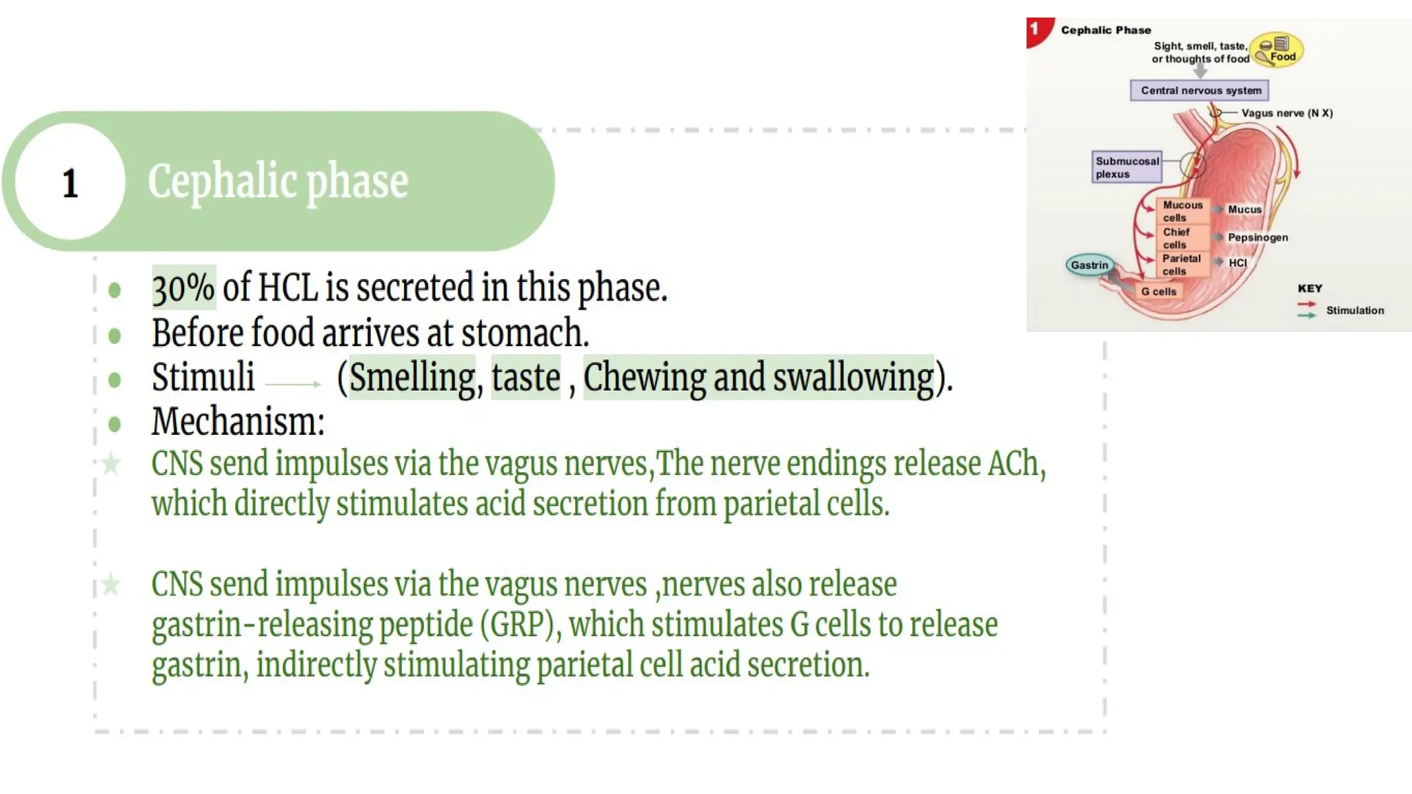mechanism of HCl production in stomach.pptx