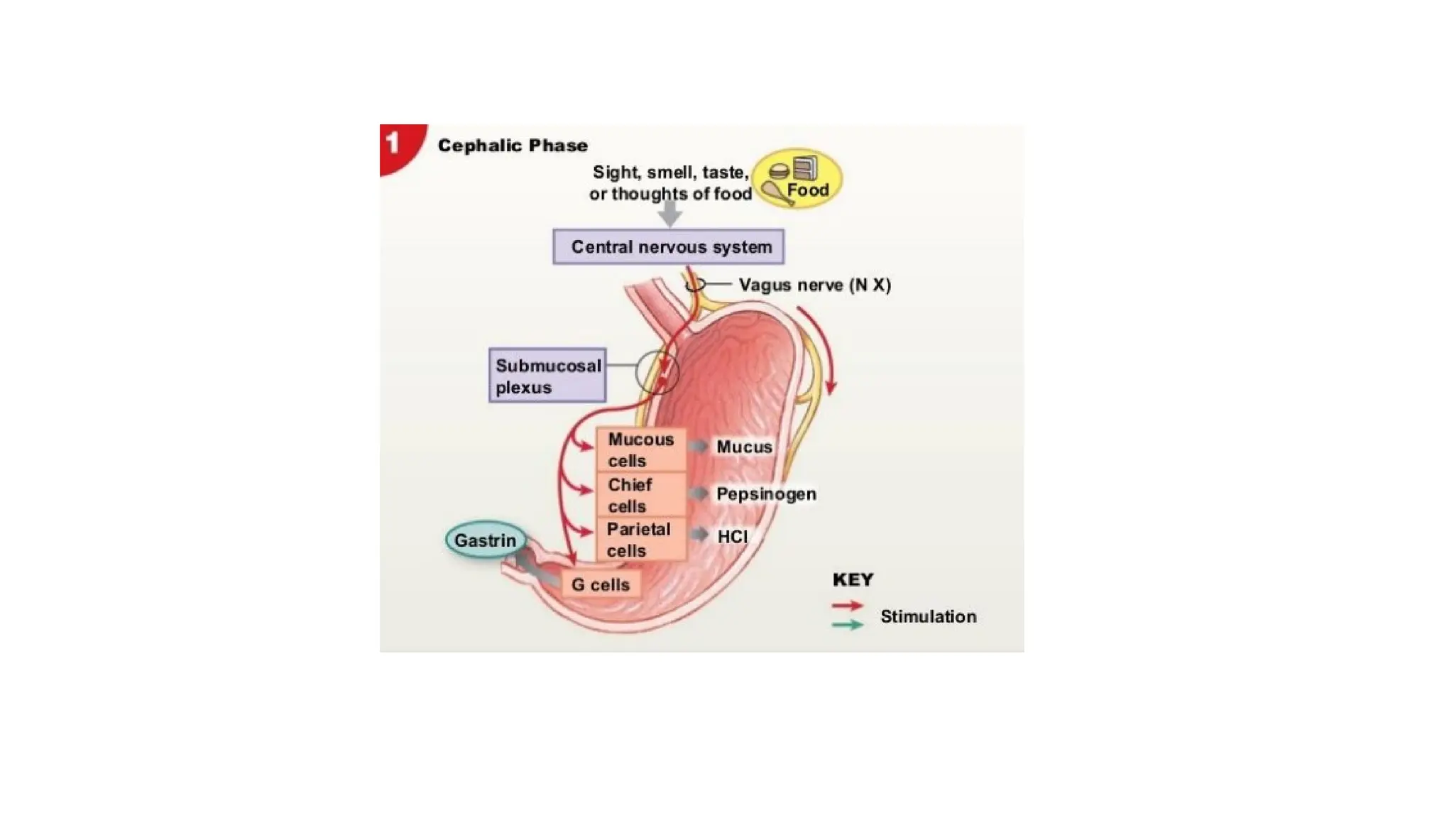 mechanism of HCl production in stomach.pptx