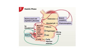 mechanism of HCl production in stomach.pptx