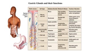 mechanism of HCl production in stomach.pptx