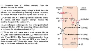mechanism of HCl production in stomach.pptx