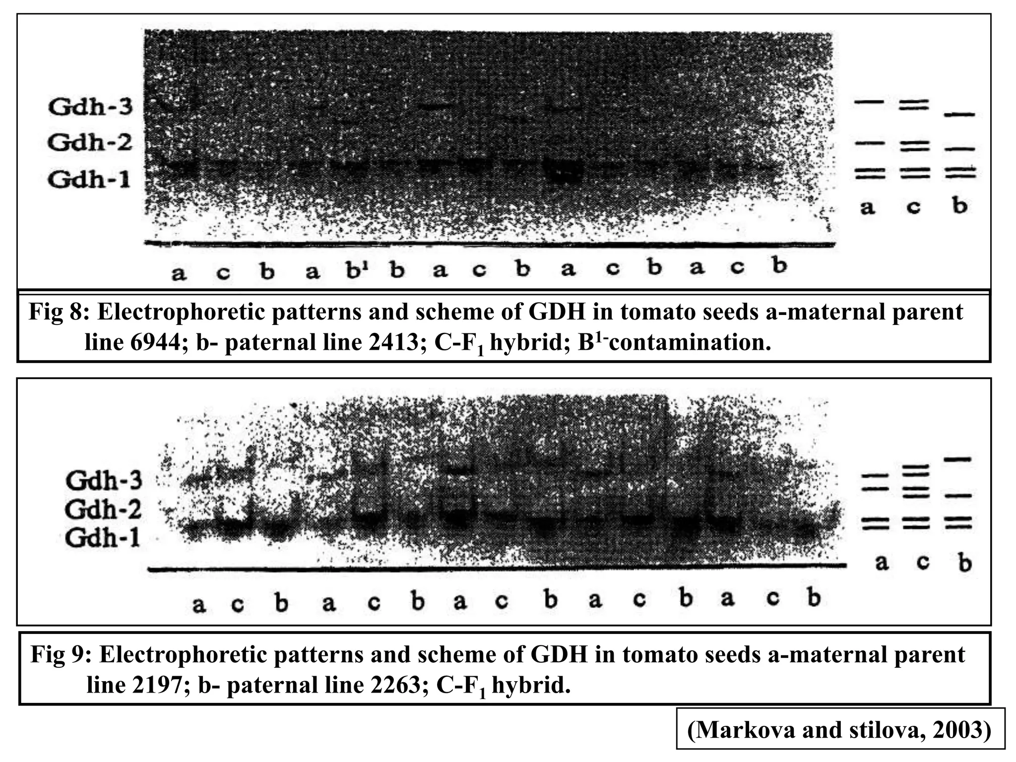 Methods of genetic purity testing | PPT
