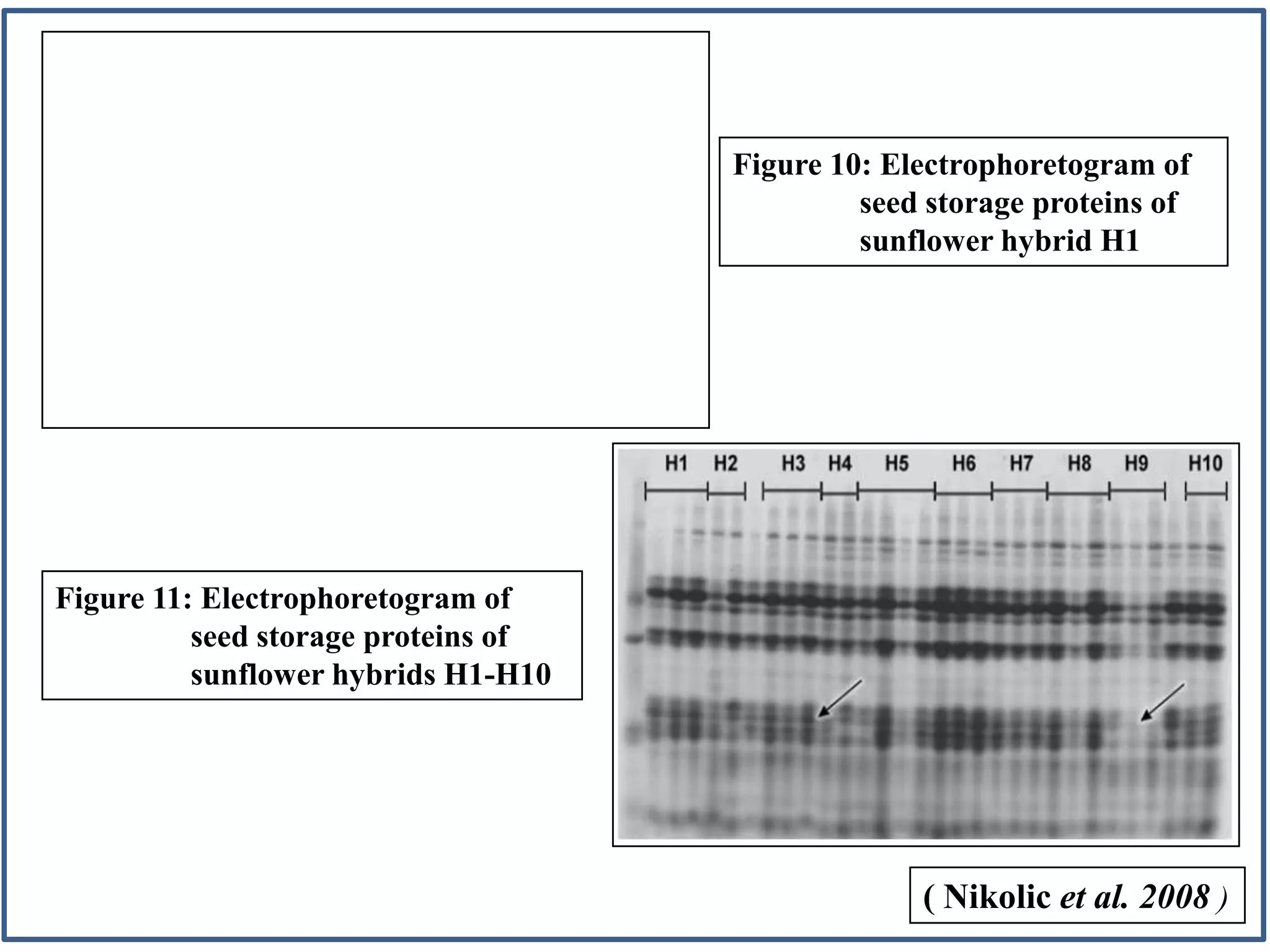 Methods of genetic purity testing | PPT