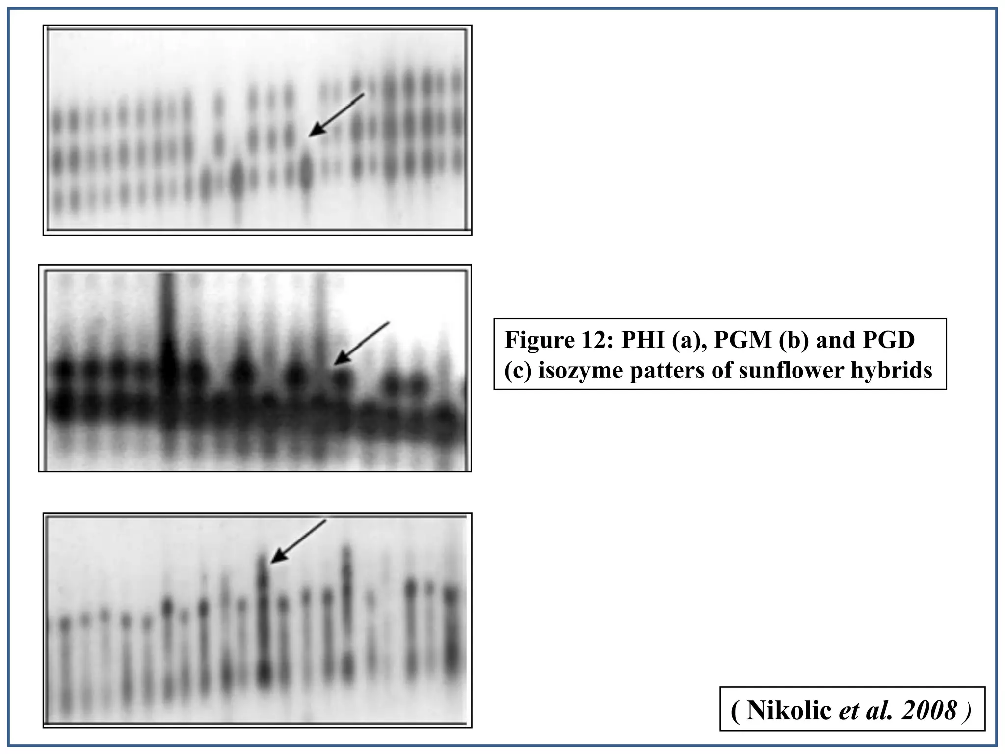 Methods of genetic purity testing | PPT