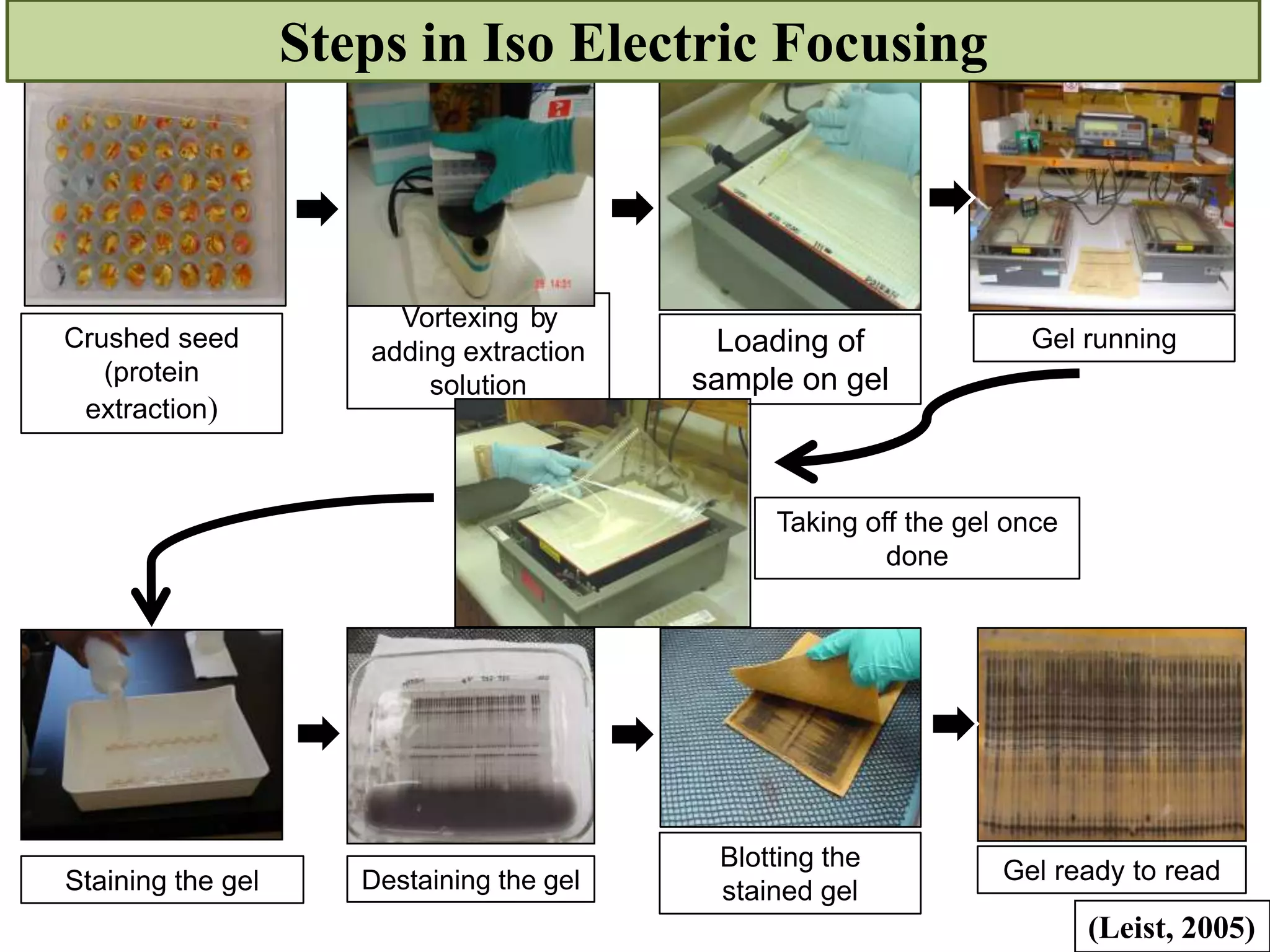 Methods of genetic purity testing | PPT
