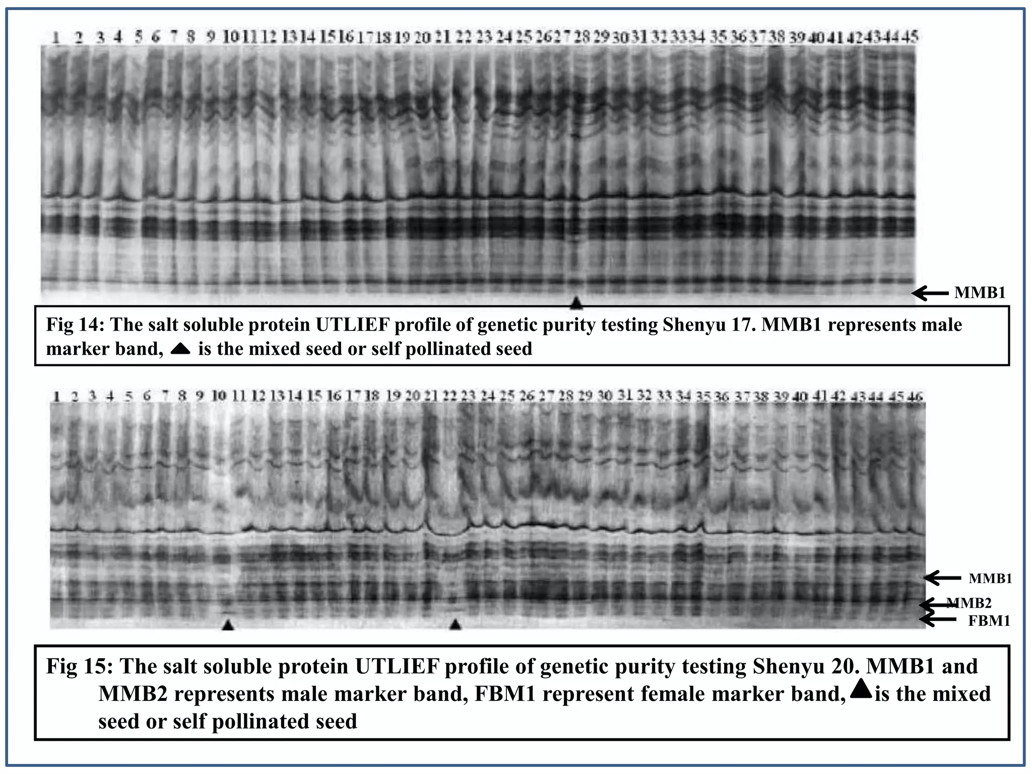 Methods of genetic purity testing | PPT