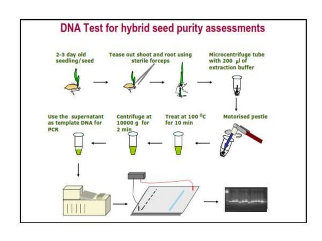 Methods of genetic purity testing | PPT | Gardening | Home & Garden