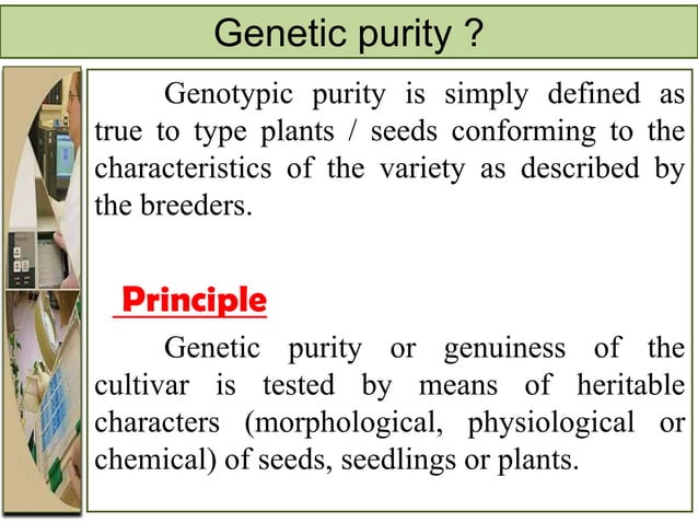 Methods of genetic purity testing | PPT | Gardening | Home & Garden