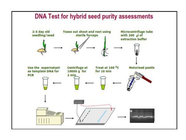 Methods of genetic purity testing