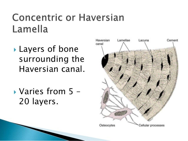 Alveolar Bone