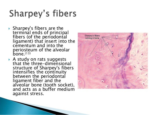 Sharpeys Fibers Teeth