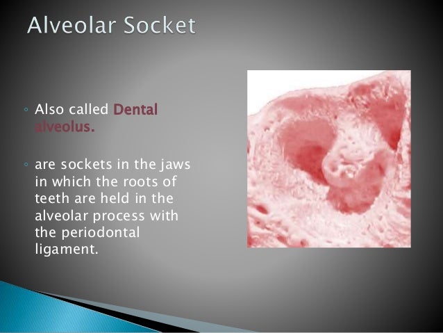 Alveolar Bone