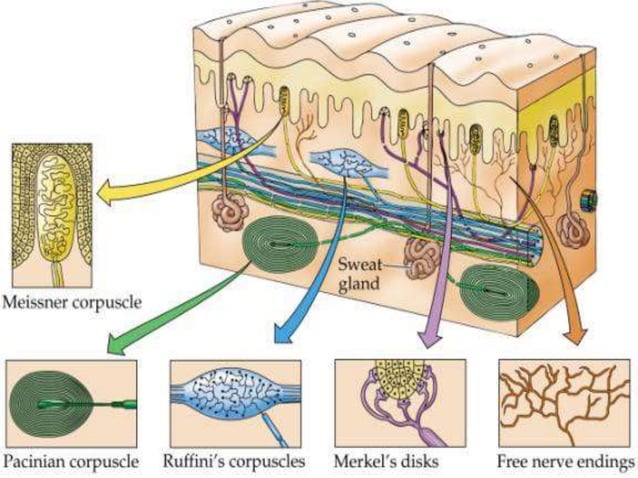Functions of skin & Trans-epidermal water loss | PPTX | Skin and ...
