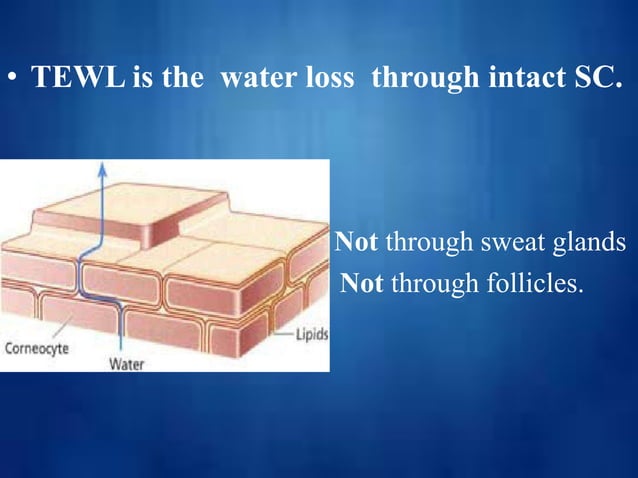 Functions of skin & Trans-epidermal water loss | PPTX | Skin and ...