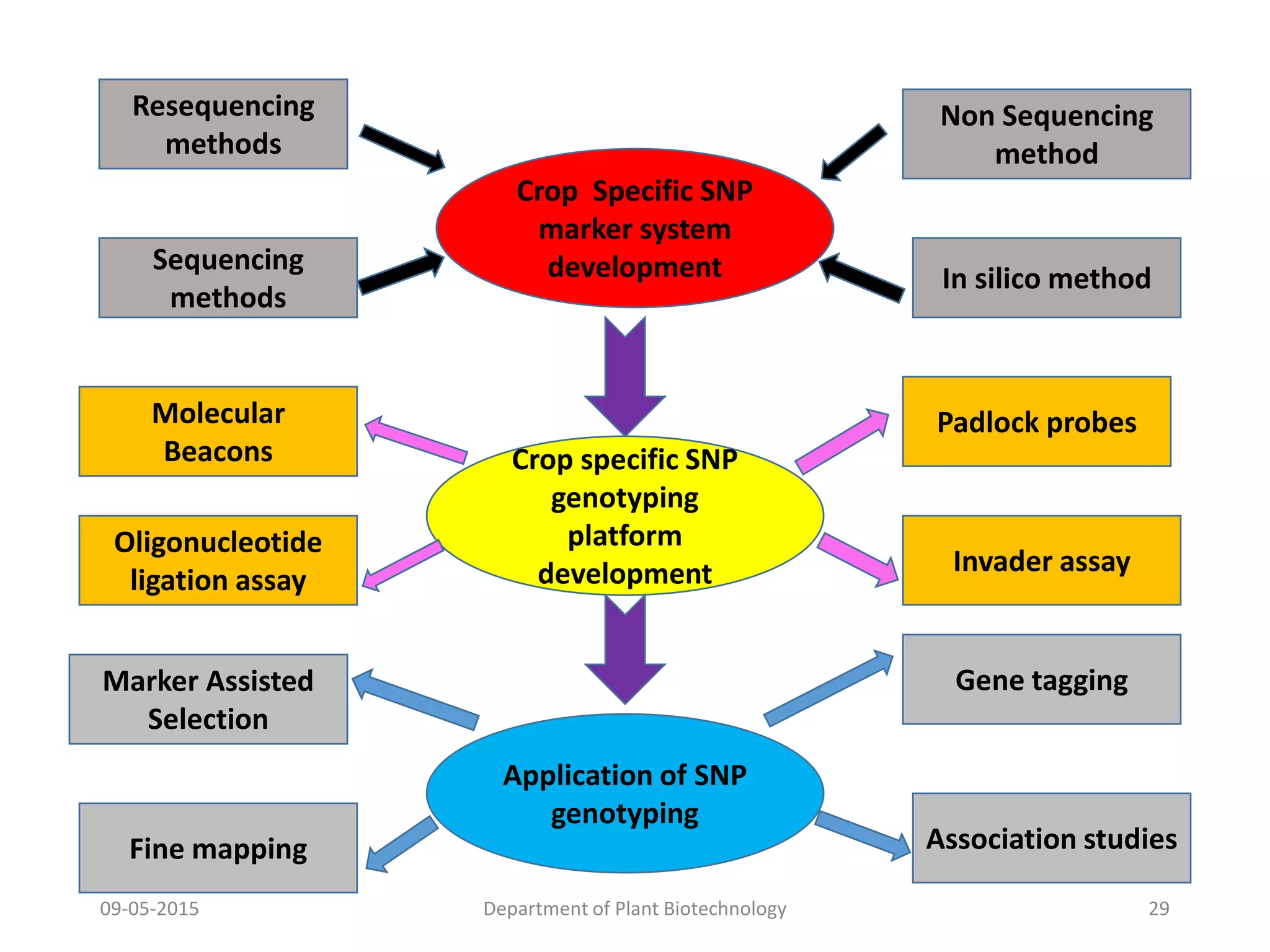 SNp mining in crops | PPTX