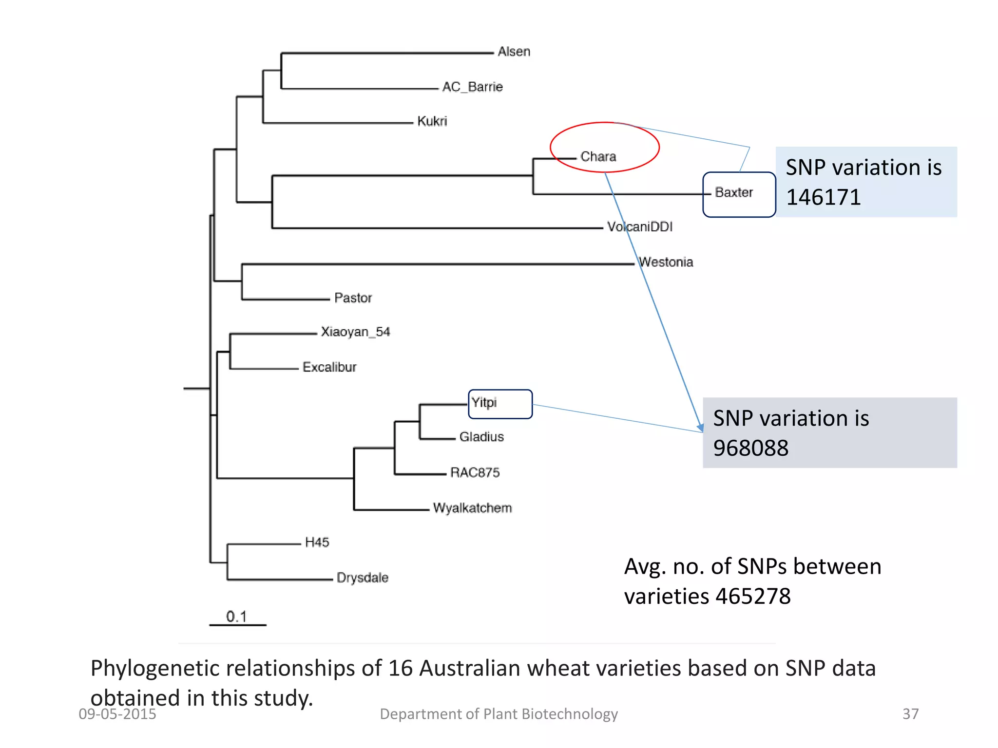 SNp mining in crops | PPTX