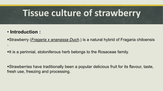 Tissue culture of strawberry | PPTX
